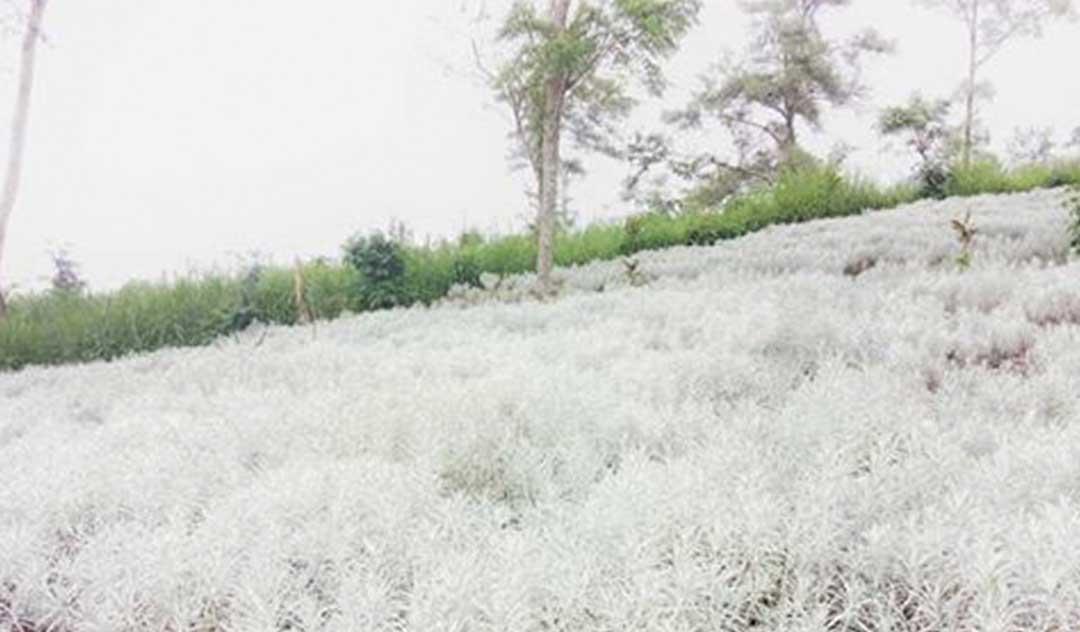 The Bali Bible | Padang Bunga Kasna